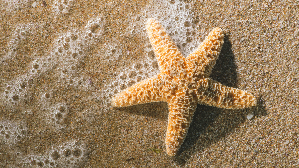 How Starfish Survives in Warm Waters | by Knoliage | Medium