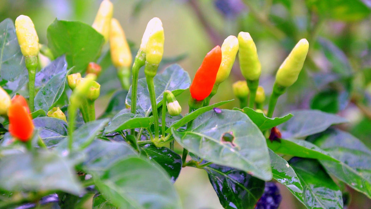 One Chili Pepper and the Power of Words | by Bart Barandon | Medium