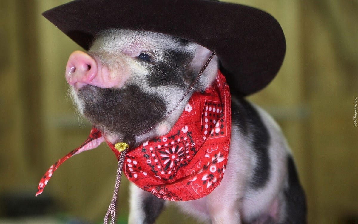 Julietta Pig, Symbol of Resilience | by Piotrmak Marko | Medium