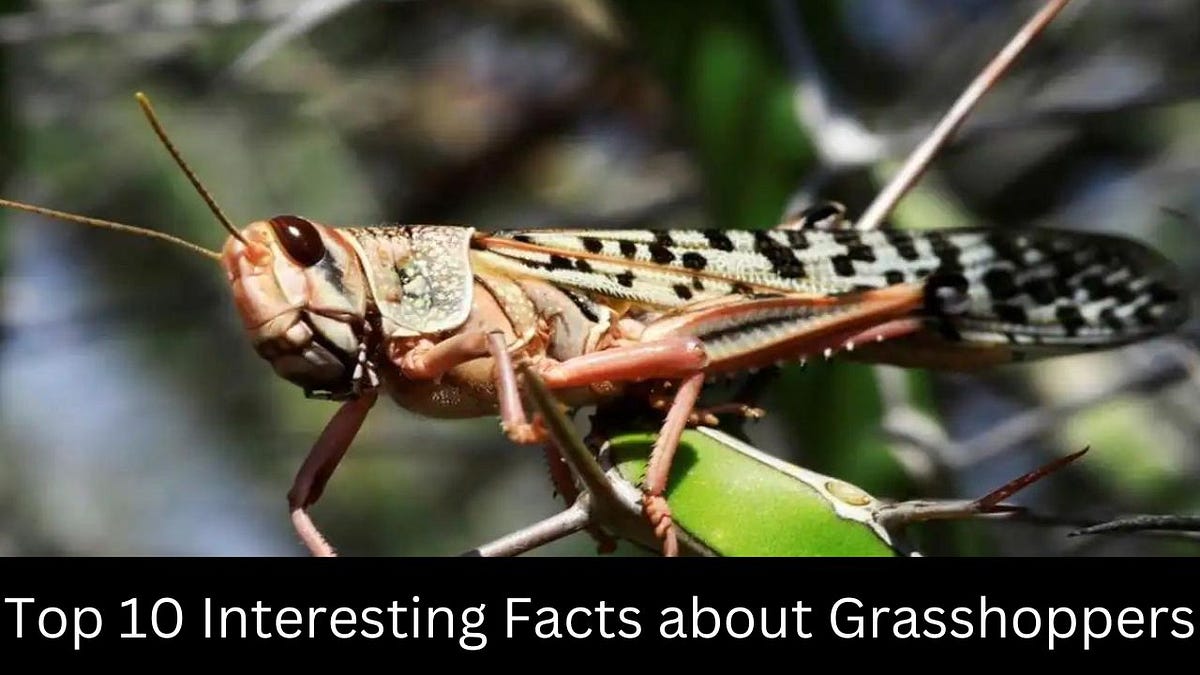 Interesting Facts about Grasshoppers — Coolest Fact | by Coolest Fact ...