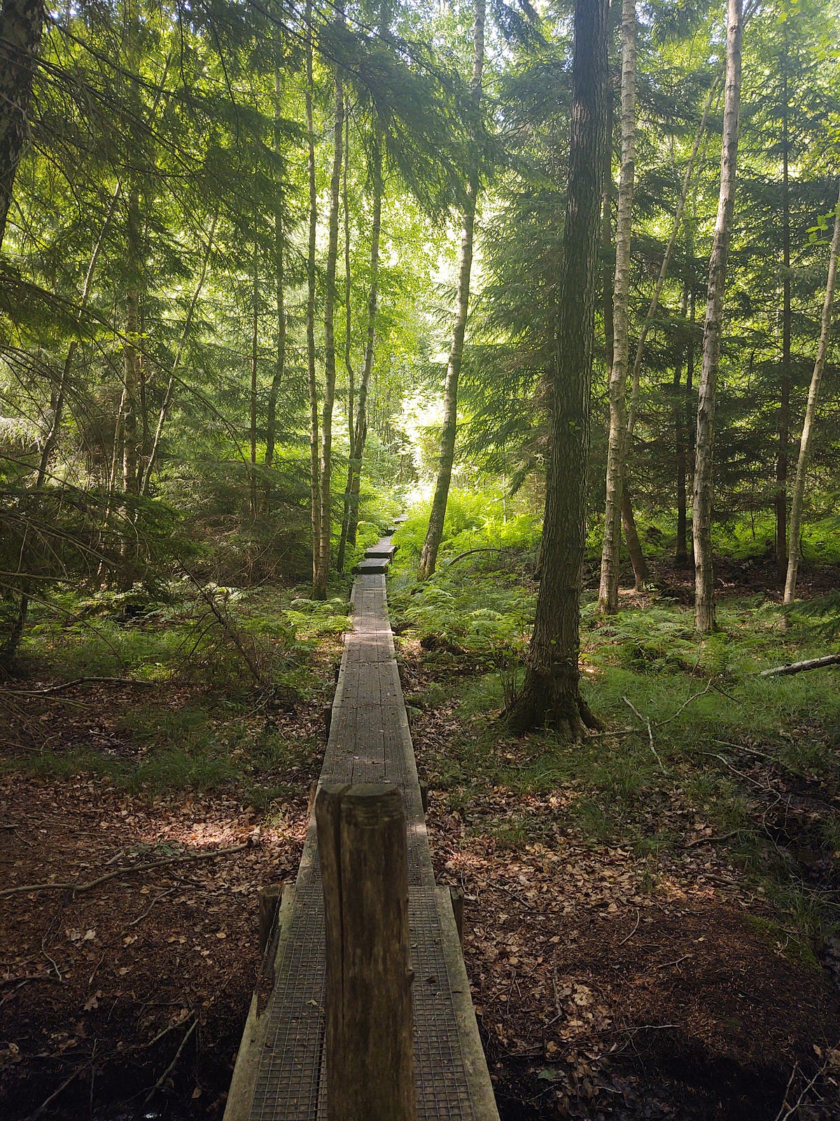 Trees are Infrastructure, too: A theory of the urban canopy catalyzing ...