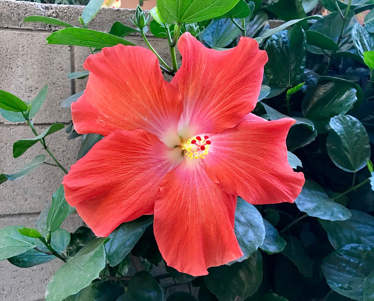 Remembering Mary. This is Mary’s Flower. A plate-sized… | by Nancy MC ...