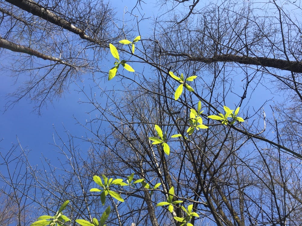 Haiku 170. Daily prayer: haiku; meditation in… | by Zoe Day | Writers ...