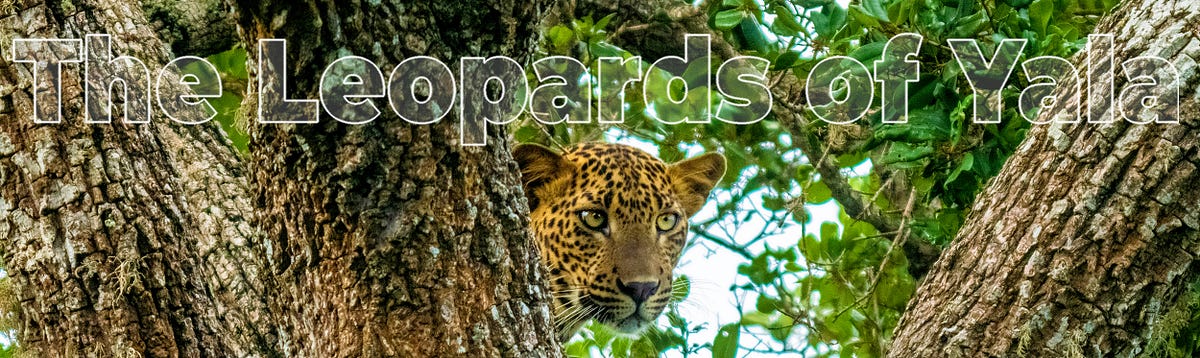 The Leopards of Yala. The story of an excursion into the Sri… | by ...