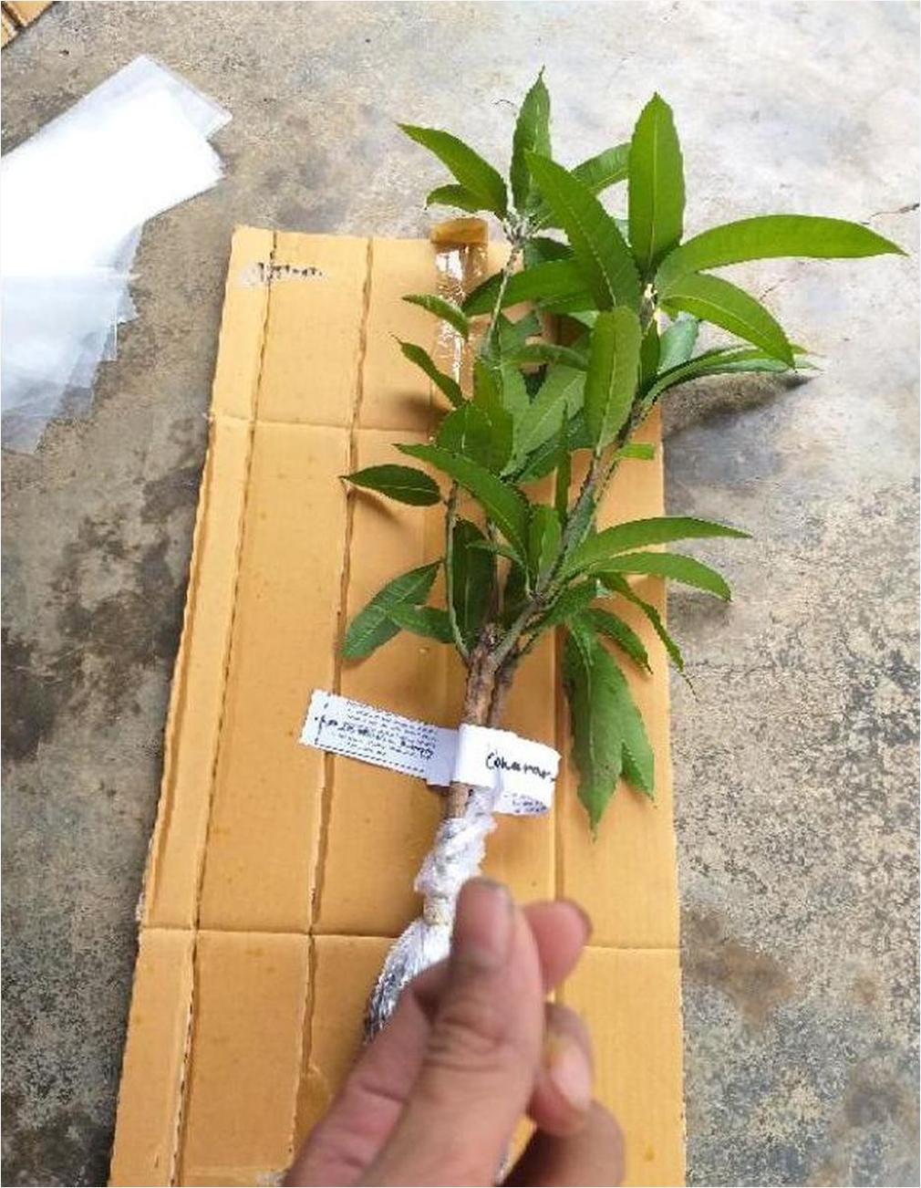 Bibit Mangga Kombinasi Cepat Berbuah Dan Mudah Perawatan Ready 1 Pohon Bisa 2 Jenis Dimensi ...