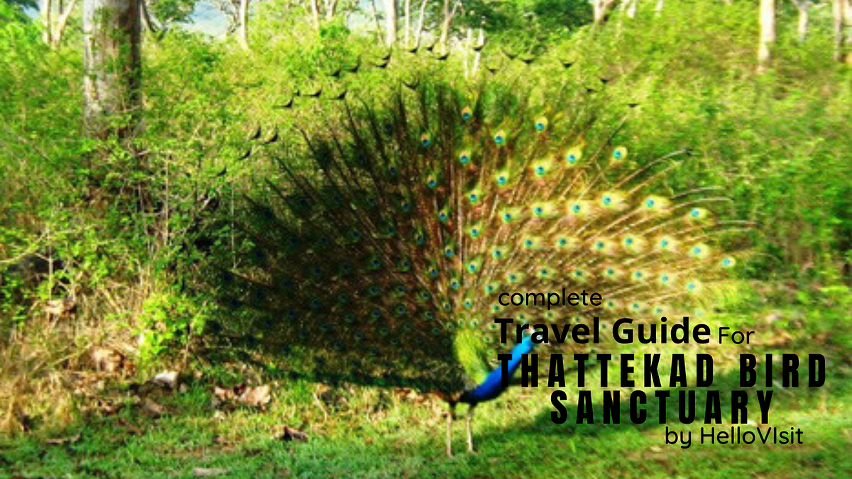 Thattekad Bird Sanctuary-Kerala Tour and Travel GuideThattekad Bird ...