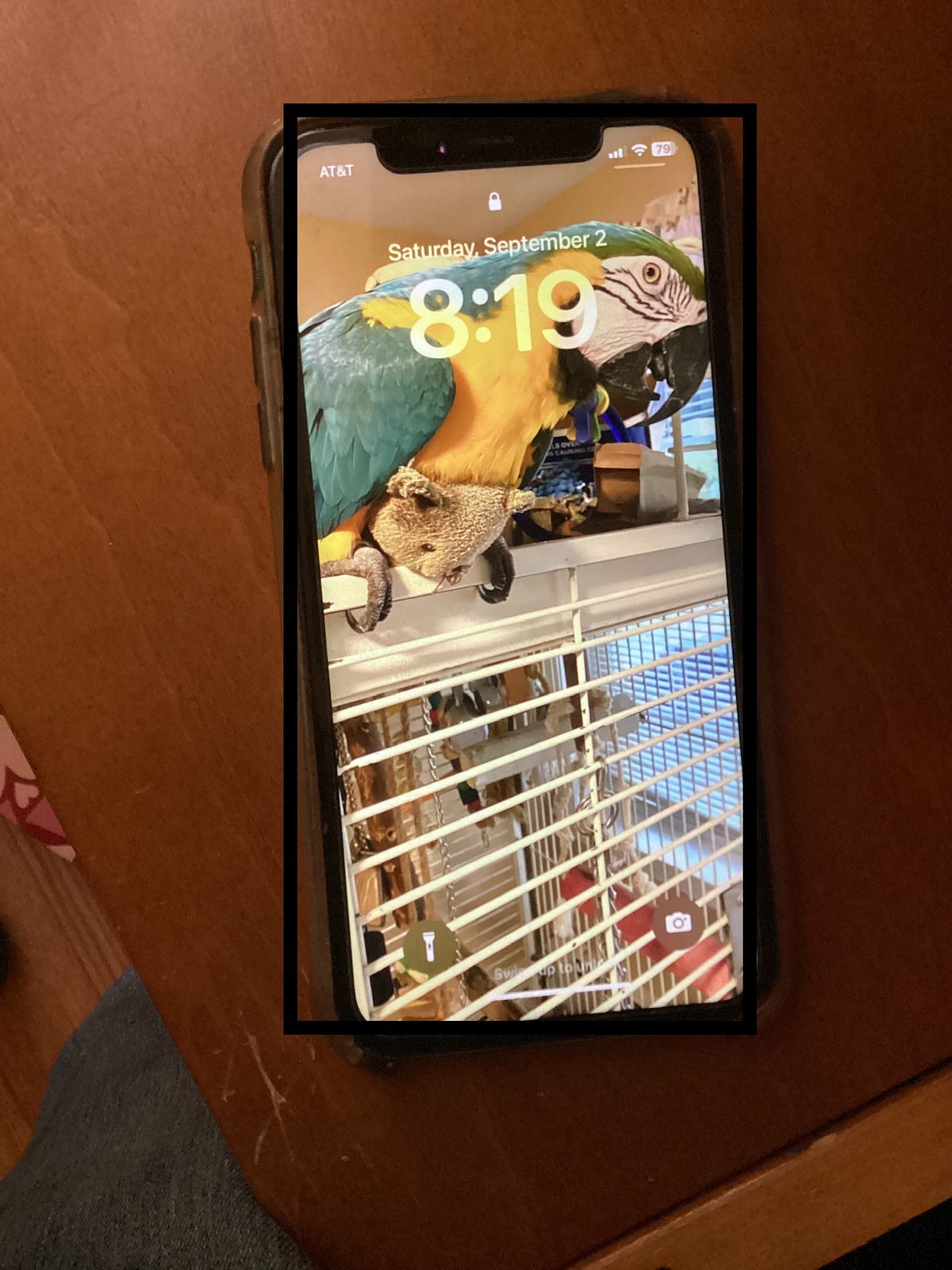 My Parrots Give Our Cell Phones The Side Eye | by Sarah Ouellet | Pet ...