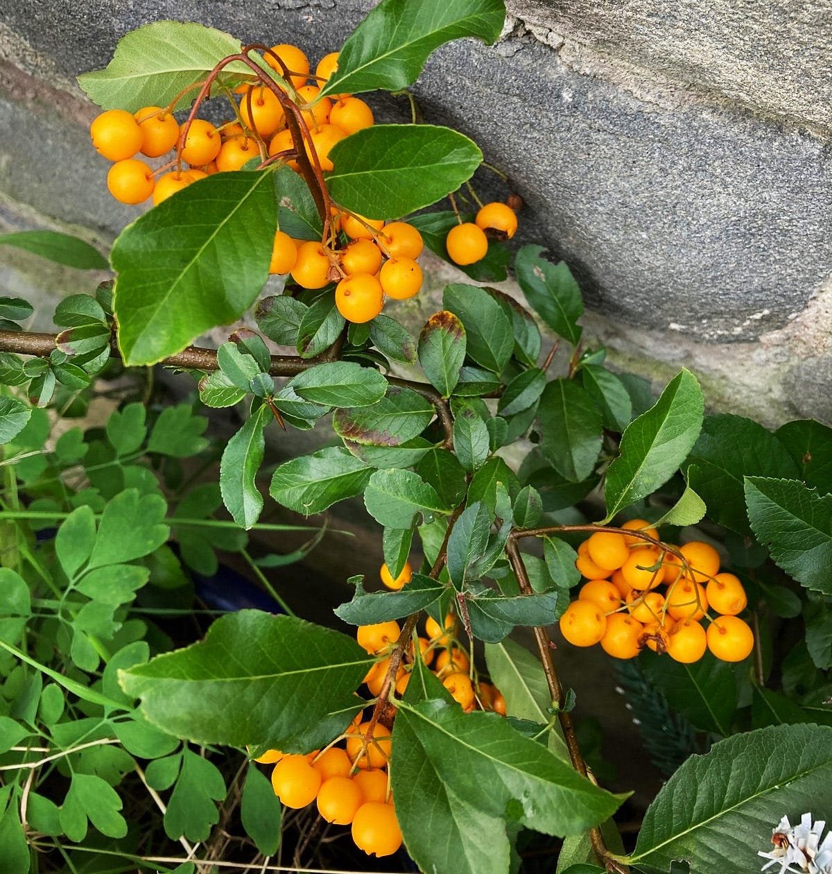 Pyracantha Orange Glow, the Scent of Hyacinth, a Perfect Leaf Formation ...