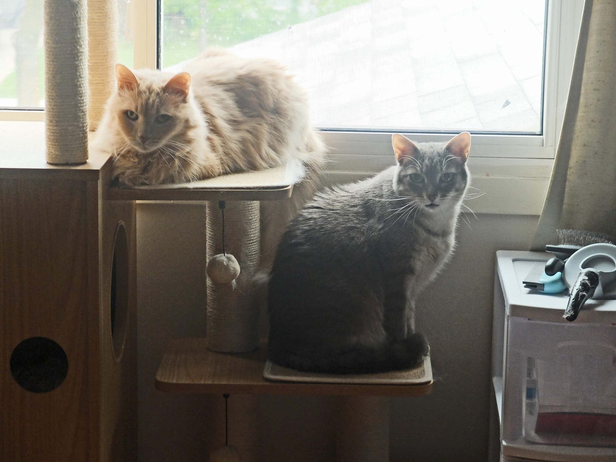 Caturday — with Taffy and Shadow - Catness - Medium