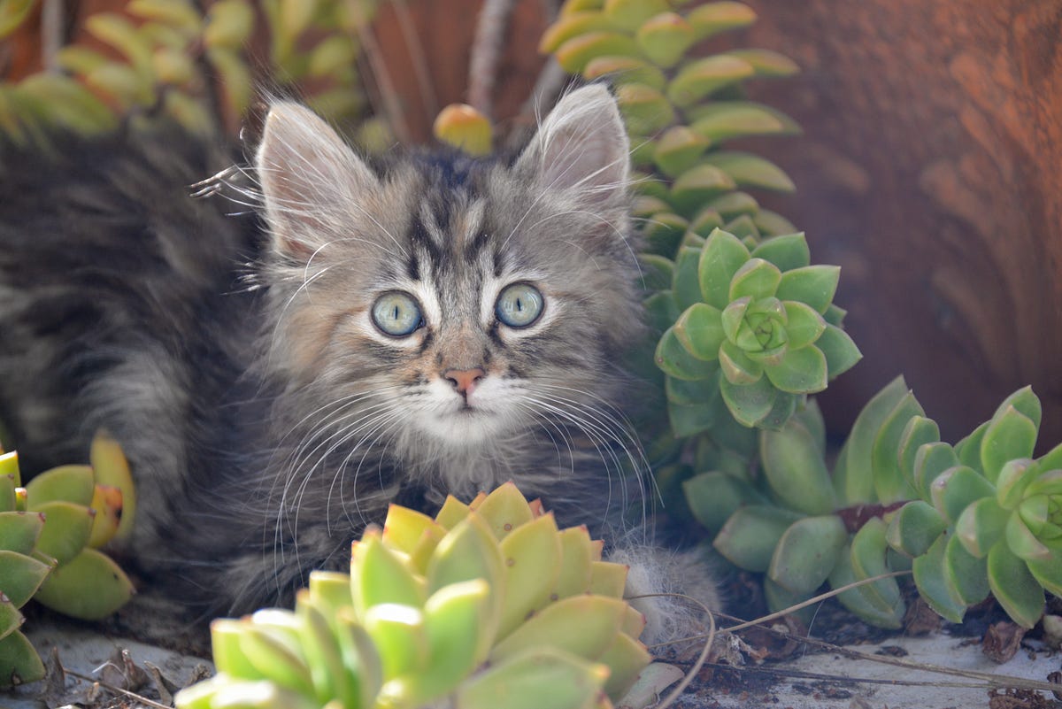 Little Miss Freyja. July Six Word Photo Story Challenge… | by Erika ...