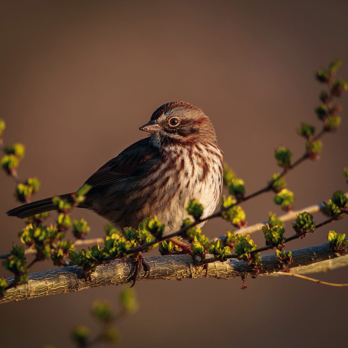 Deepen the Sparrow: a poem about life and death | Moonlit Poetry ...