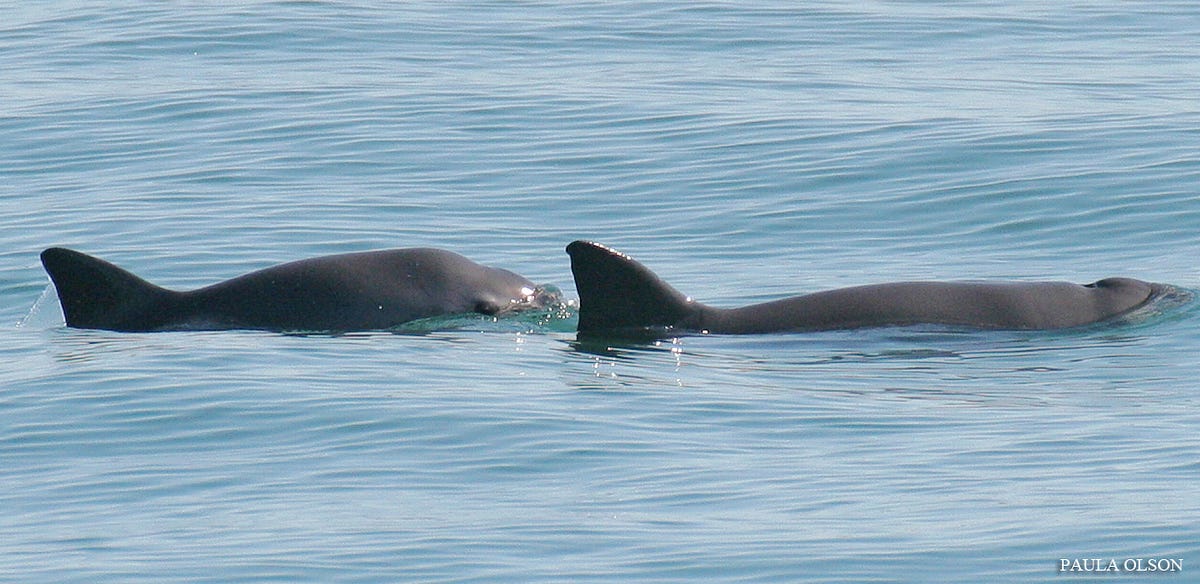 Last Chance for the Vaquita. The world smallest and most endangered ...