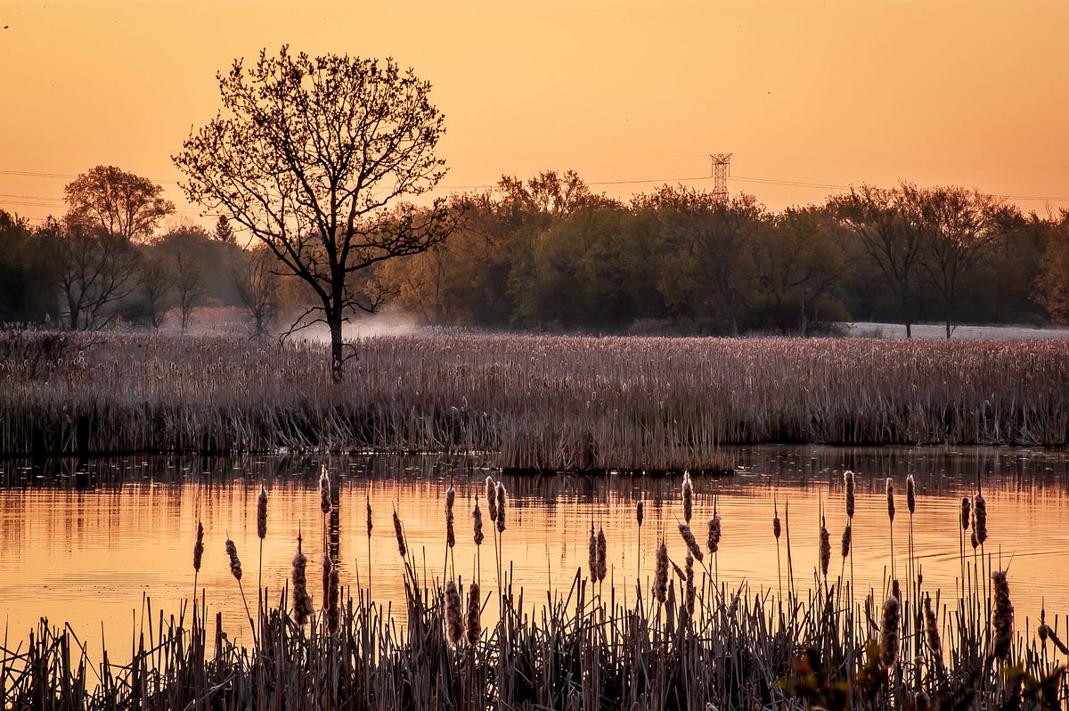 Nature Photography in the Chicagoland Area: Part 1 | by Brenda Jones ...