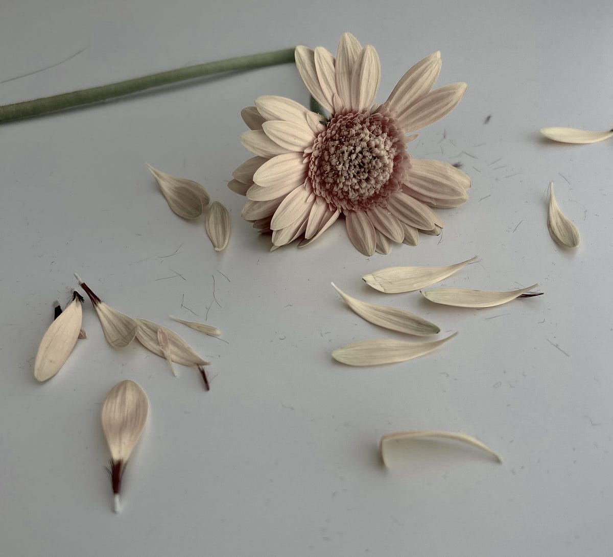 Dear Mia: A Journey of Healing and Reflection | by In My Own Words | Medium