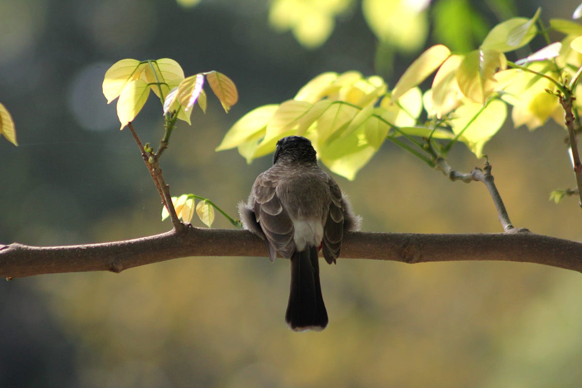 Shy bird. Singing Bulbul! | by KOSHURMAN | Medium