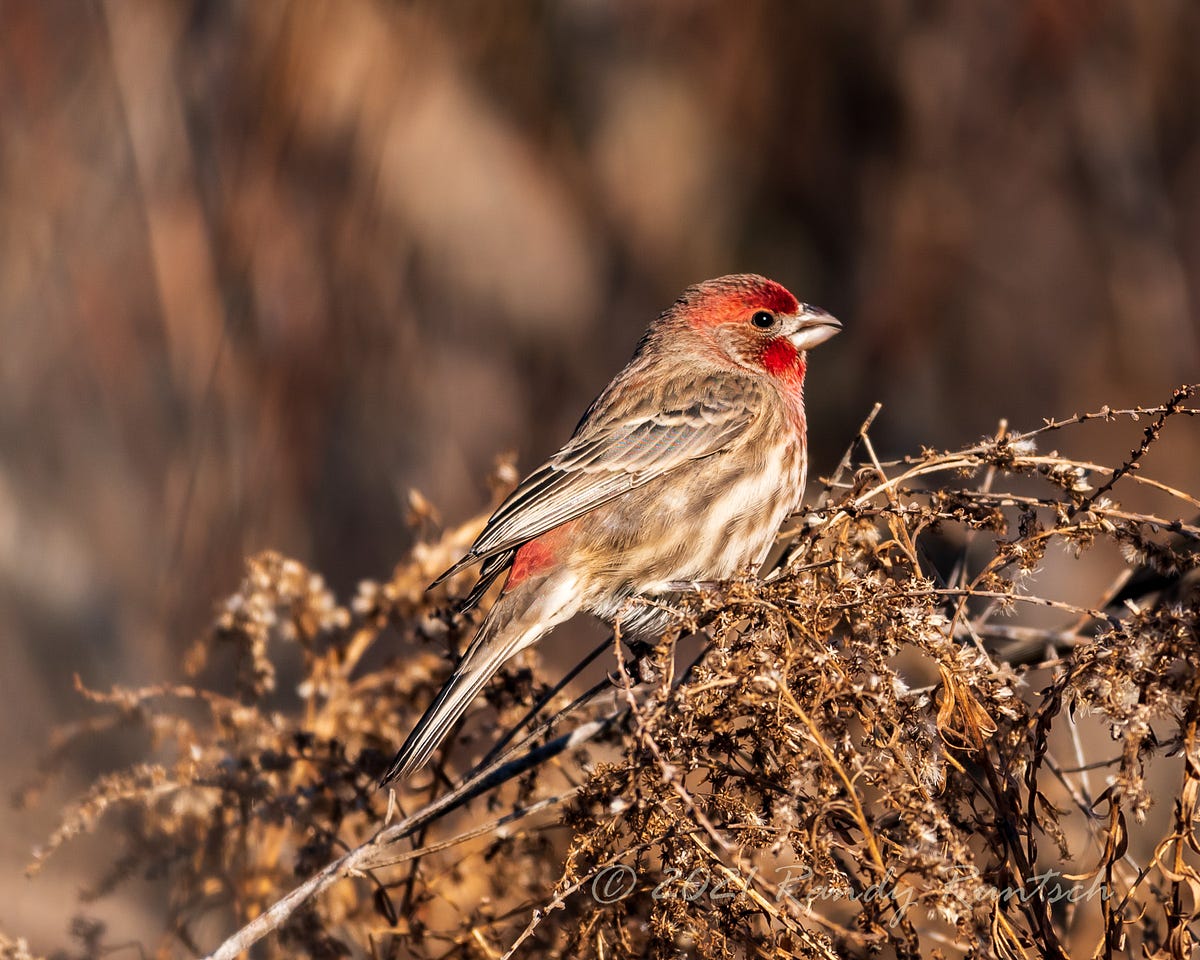 The Uncommon Beauty of the Commonplace House Finch | by Randy Runtsch ...