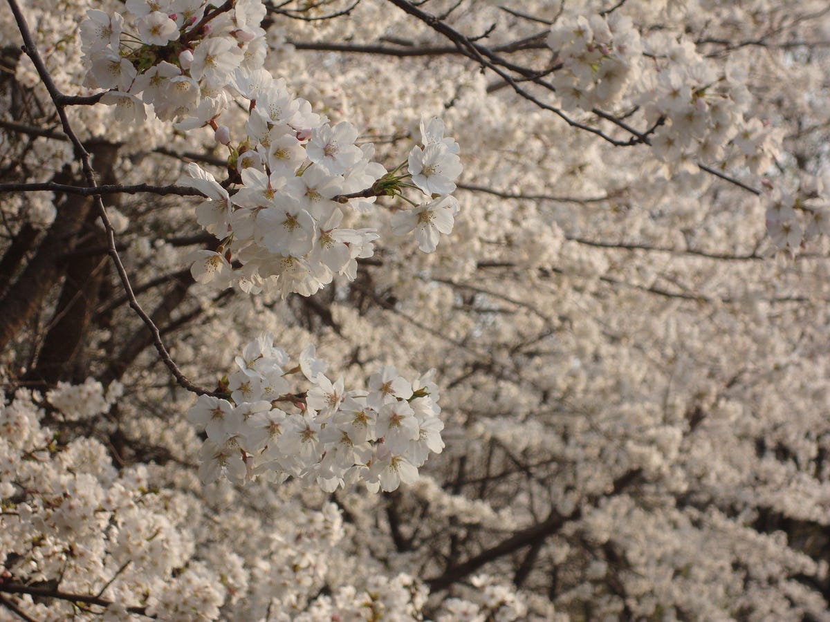 it’s spring - karly's remarks - Medium