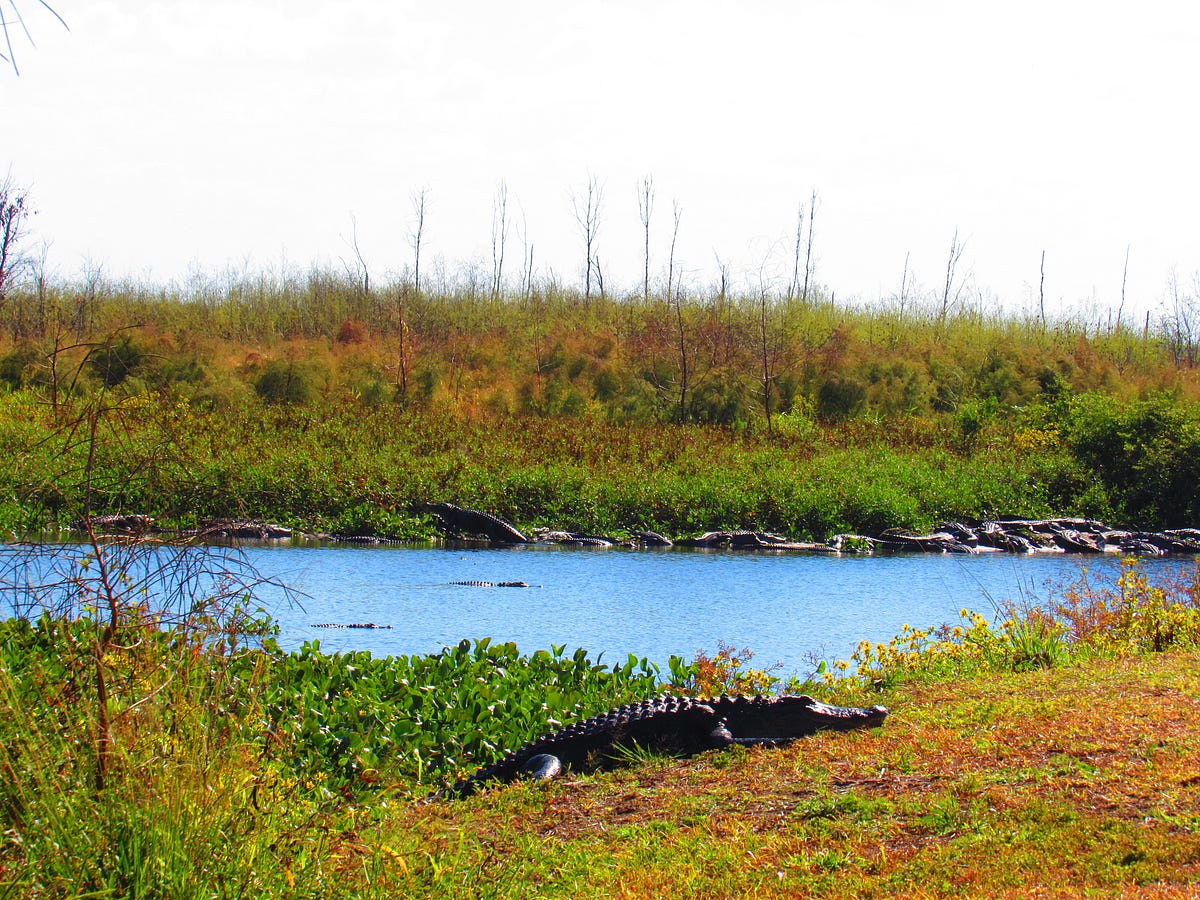 A Plethora of Gators. We went birding but found more gators… | by ...