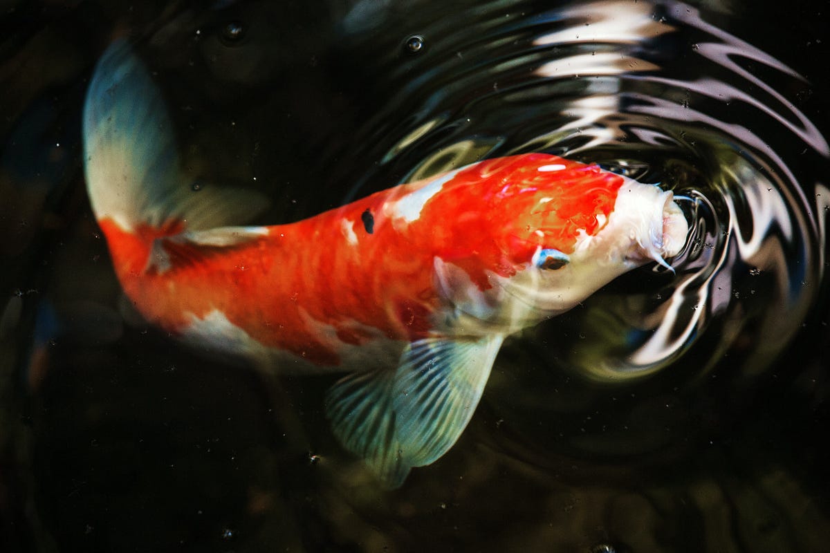 Beginner’s Guide to Buying Koi Fish | by Alexandra Ince | Aug, 2023 ...