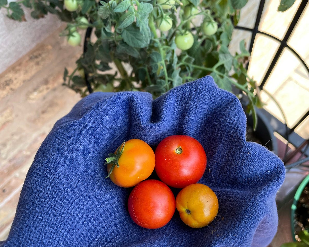 Cherry Tomatoes and Friends. When the things you love make you sick ...