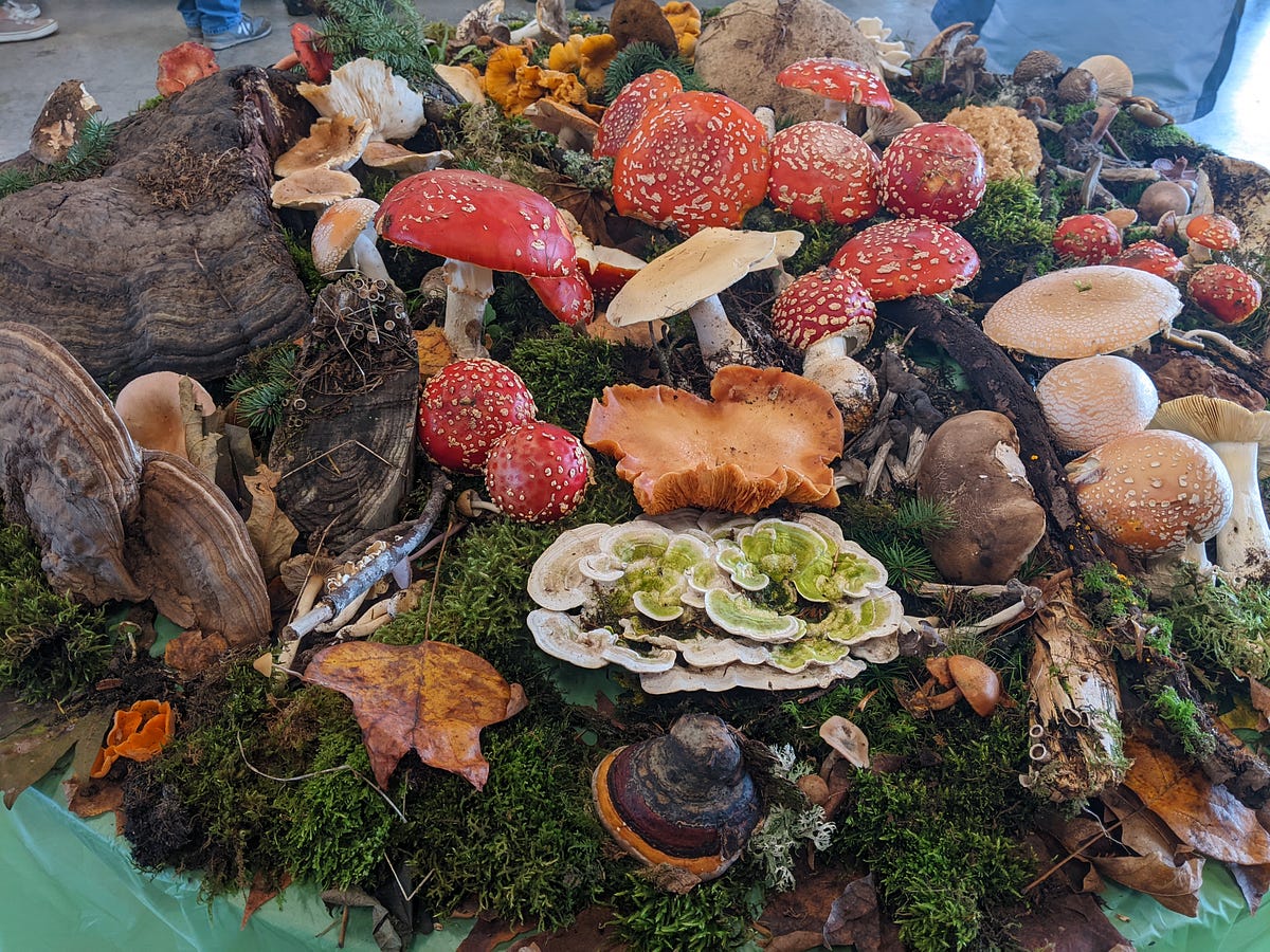 Mushroom Shows and Spooky Days. My week in photos, week 18 | by Jenny ...
