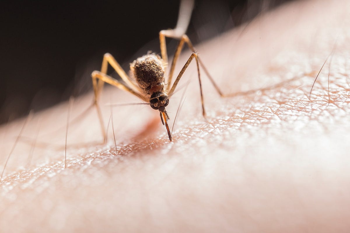 Deep Learning and Medical Image Analysis for Malaria Detection with fastai | by Aldo von ...