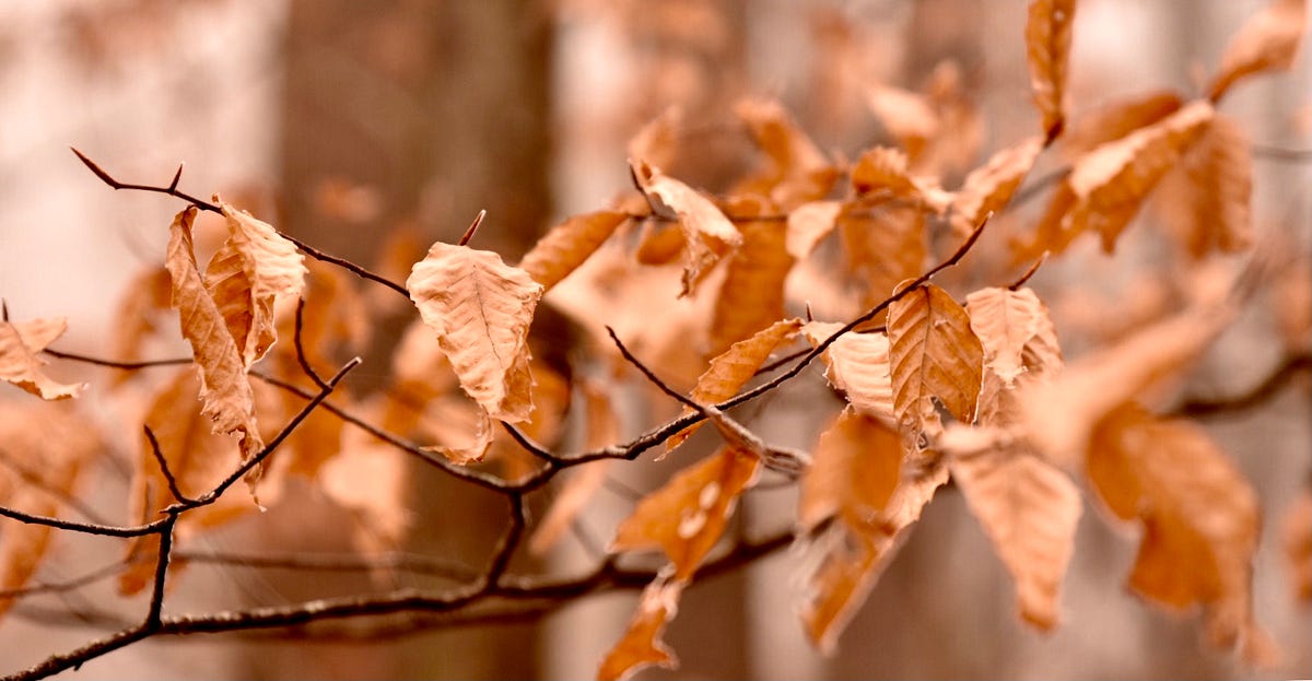 Hanging On. Lessons from the Marcescence of Beech | by CJ Amberwood ...