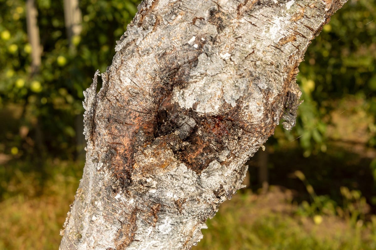 Protecting Your Investment: How to Safeguard Ornamental Trees from Bot ...