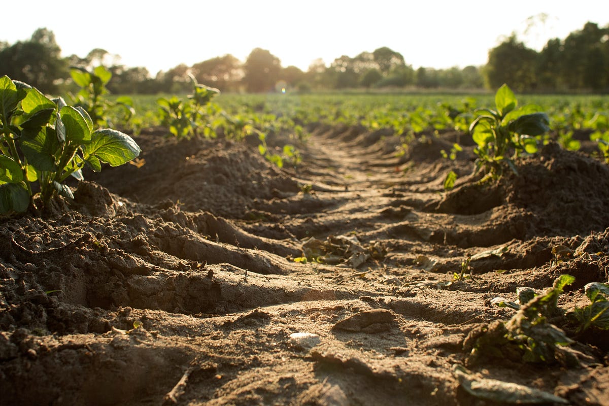 An Introduction to State Soils. The Paxton Series | by Adam Deitsch ...