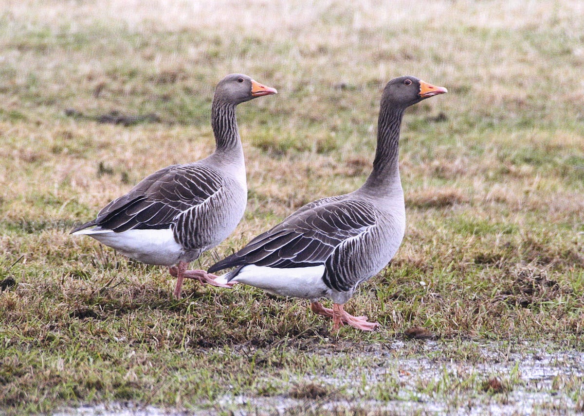 Gnome Gnews: Wild Goose Chase Lands 2 in Recovery Wing | by Whitney ...