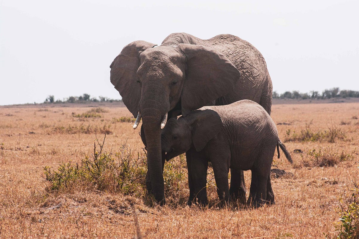 Using Postgresql Views To Ensure Backwards Compatible Non Breaking Migrations By Moaad