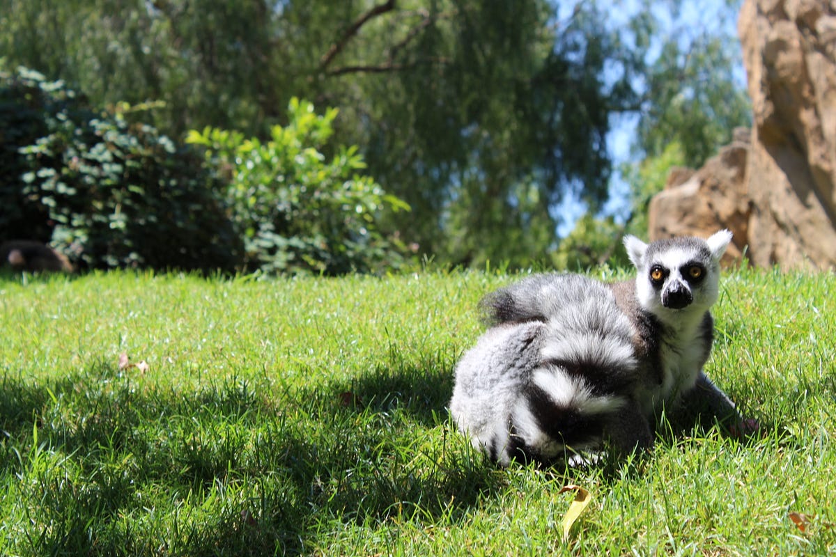 A Day in the Wild. Here at Bioparc in Valencia, Spain… | by Paige ...