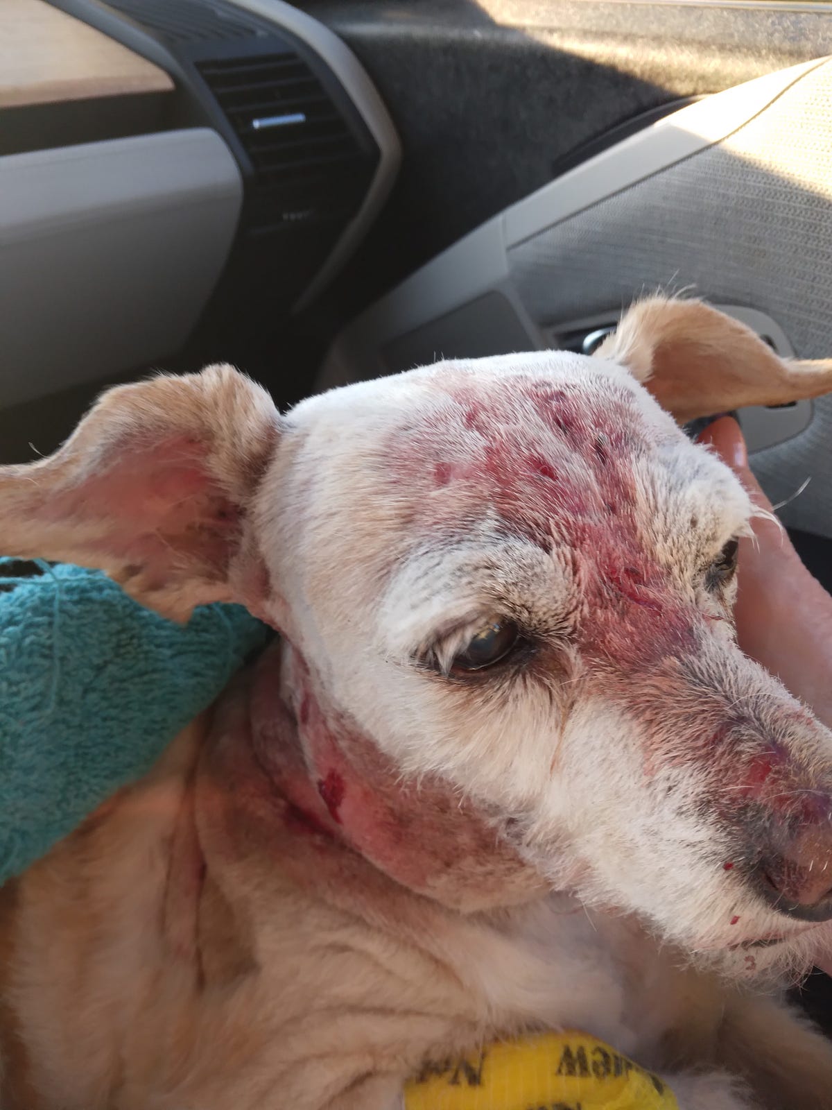 Few Things are More Terrifying. than an attack on your child or pet | by Jo An Fox-Wright Maddox ...