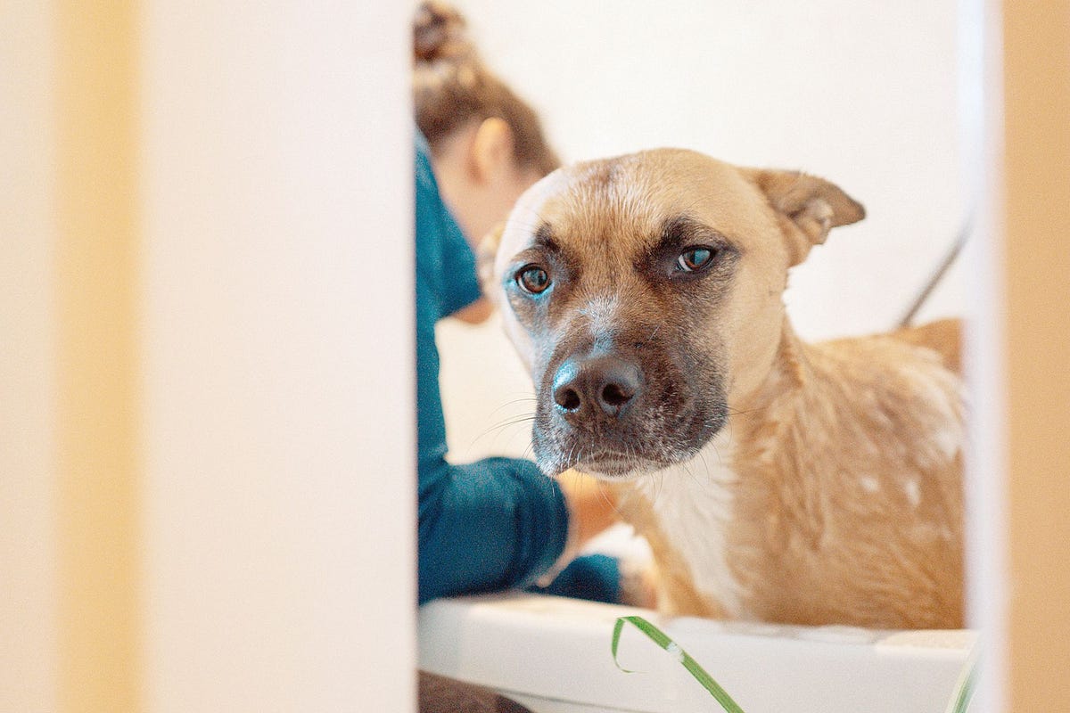 2024 Pet Trends To Watch. It wasn’t so long ago that people… | by ...