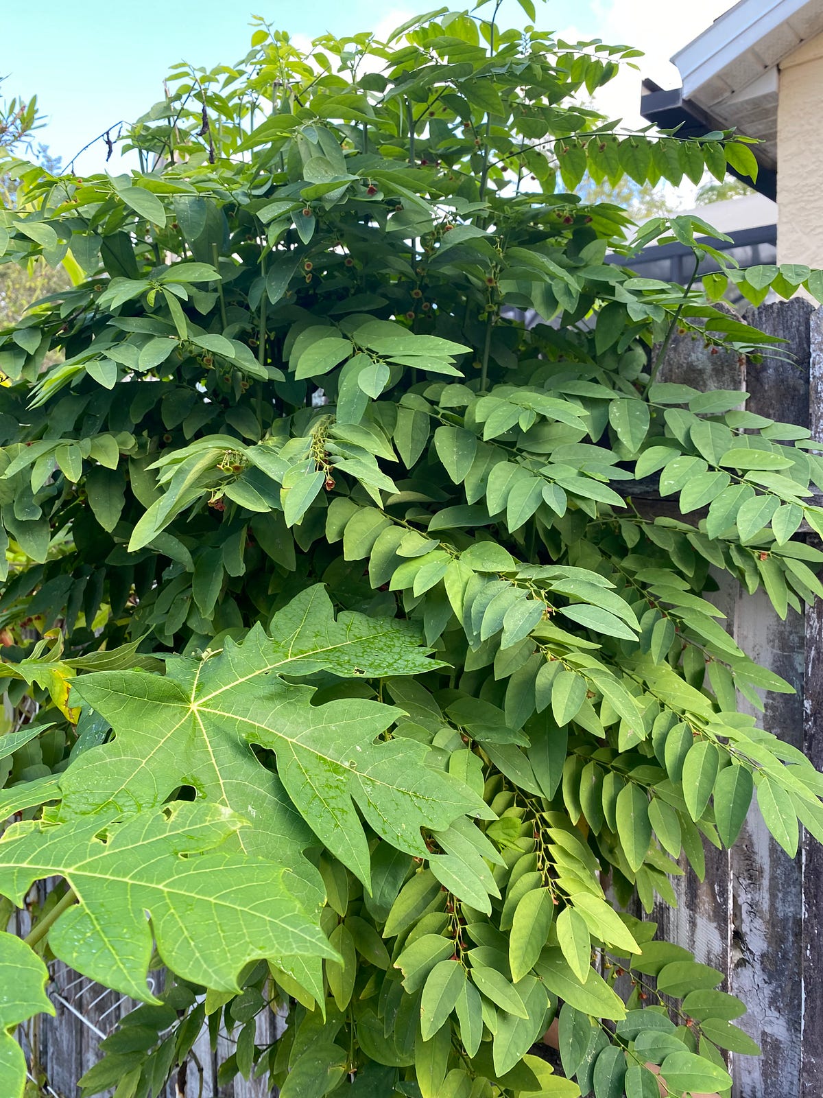 “Katuk: A Nutritious and Medicinal Shrub Native to Southeast Asia” | by ...