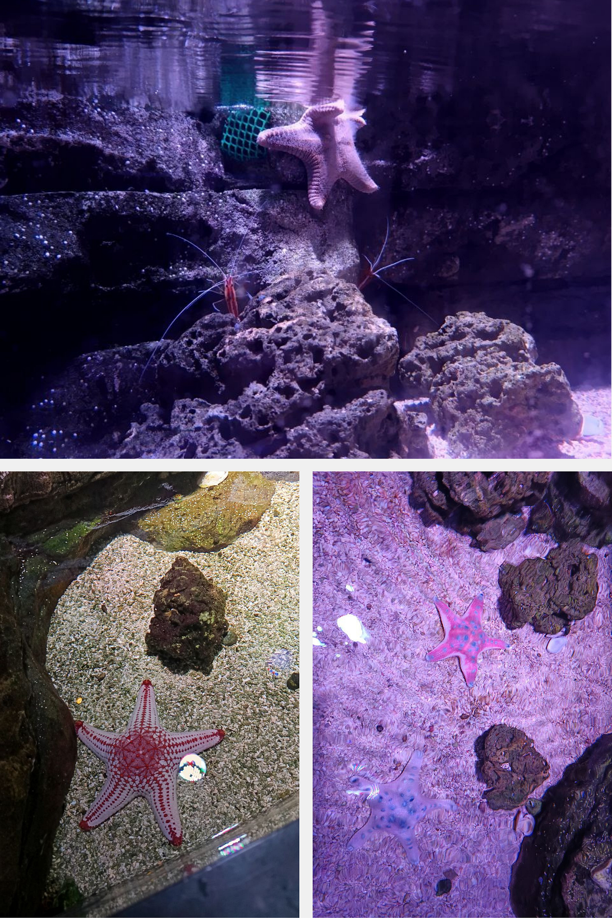 The Starfish, the Coconut, and Me | by melly | Medium