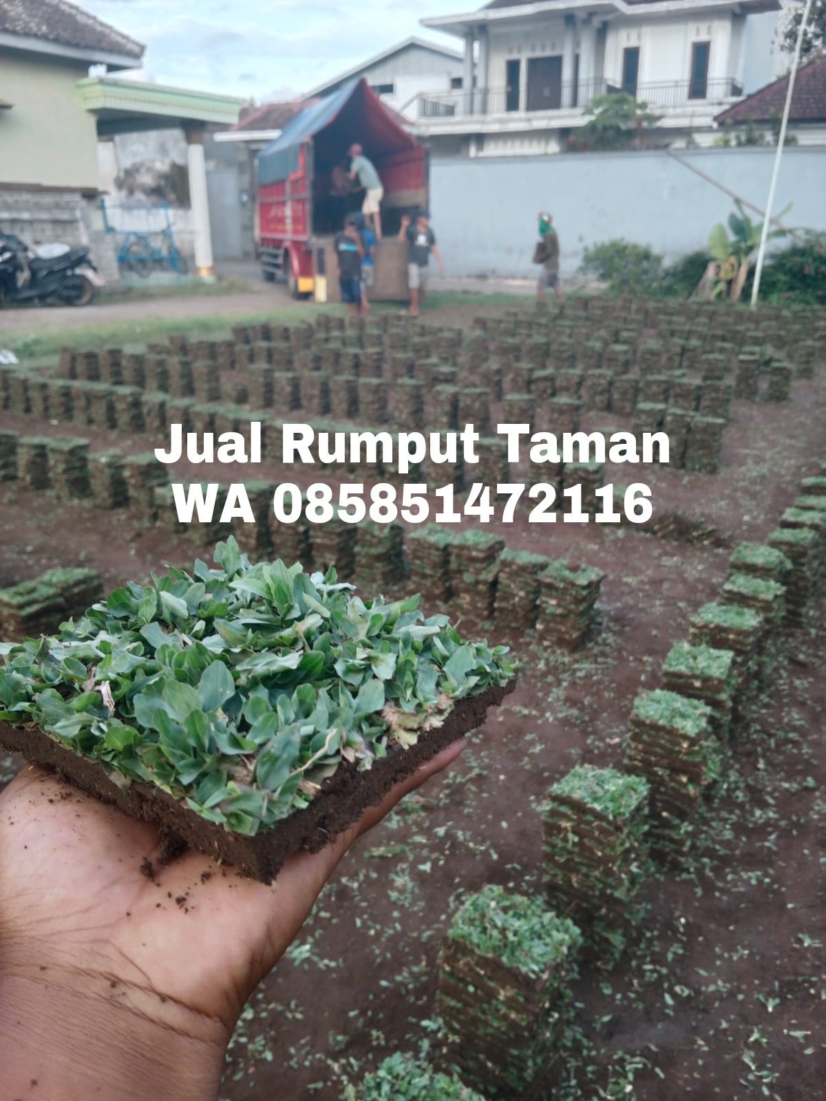 Harga Rumput Gajah Mini Per Meter Ponorogo | by Rumputtaman | Medium