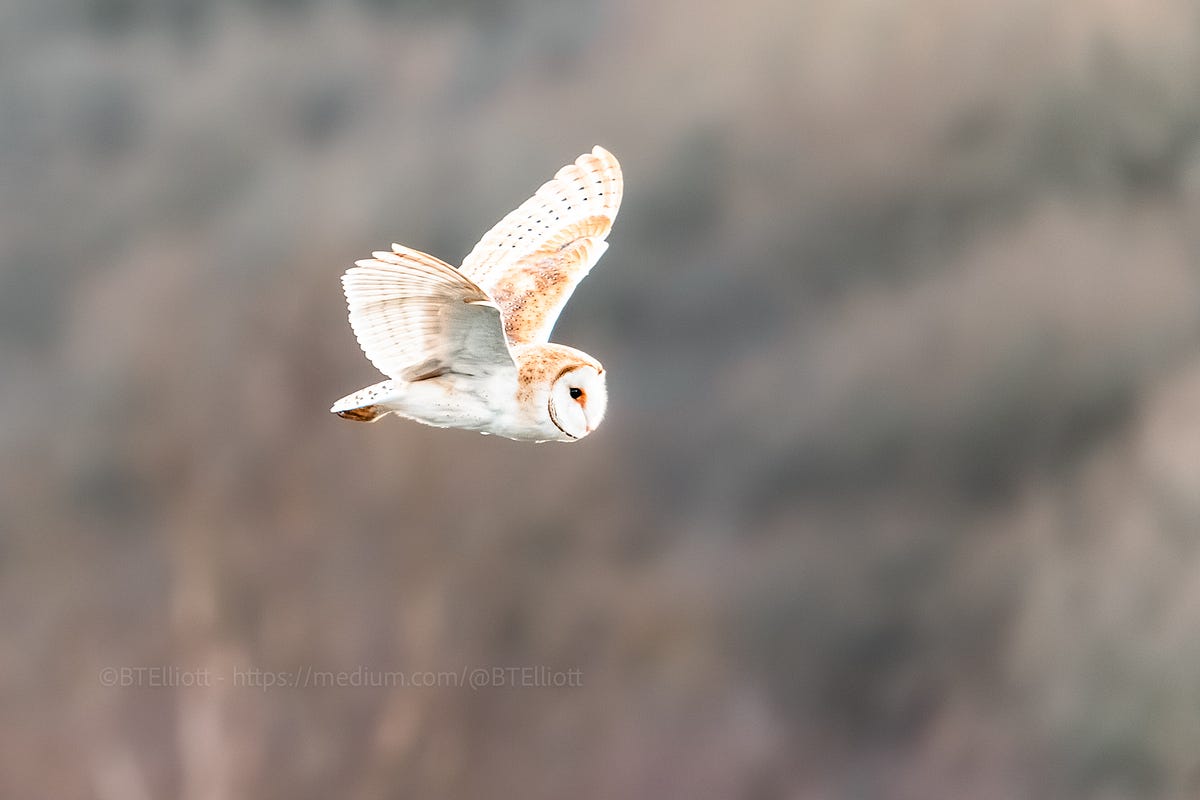 For the Love of Owls. Photographing wild barn owls has many… | by B T ...