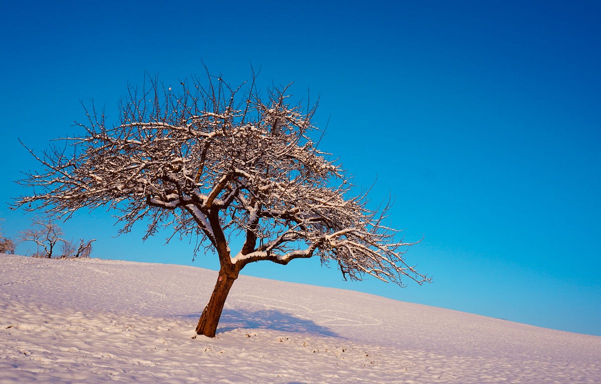 Introduction to SvelteKit. Svelte is a popular JavaScript… | by Blazed Publishing | Blazed ...