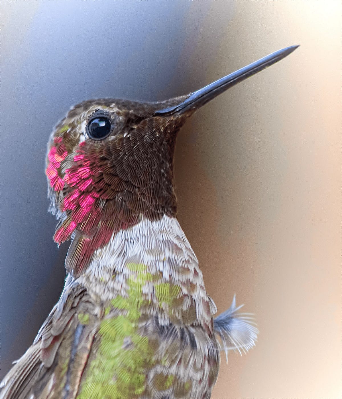 Birds Eye the Reasonable Concerns | by Will Schmit | a Few Words | Medium
