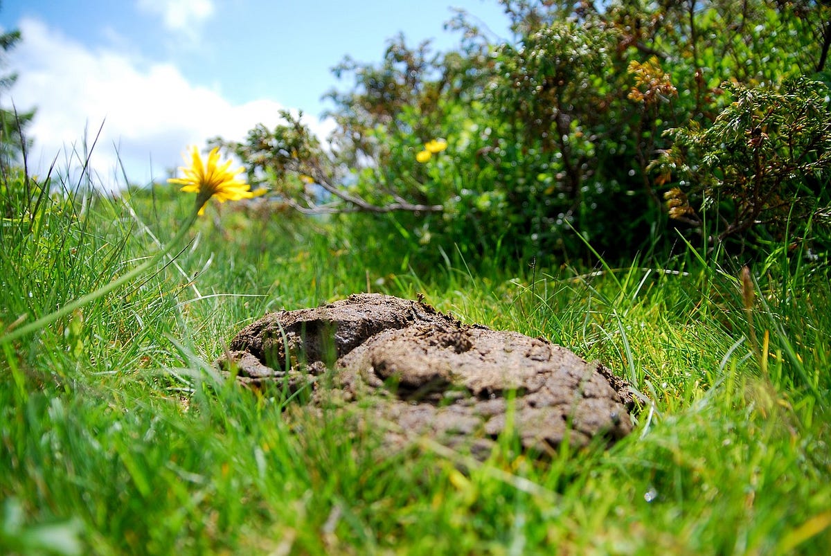Why Would Someone Want to Plagiarize Poo? | by Caroline de Braganza ...