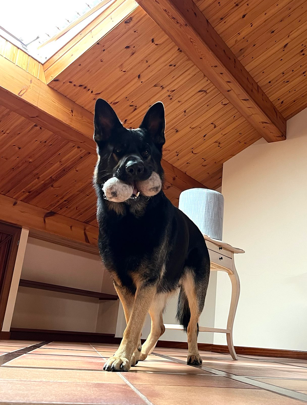 Finn’s 🐺 World: ed Catorce (14). And Huck 😎, his scribe | by R C ...