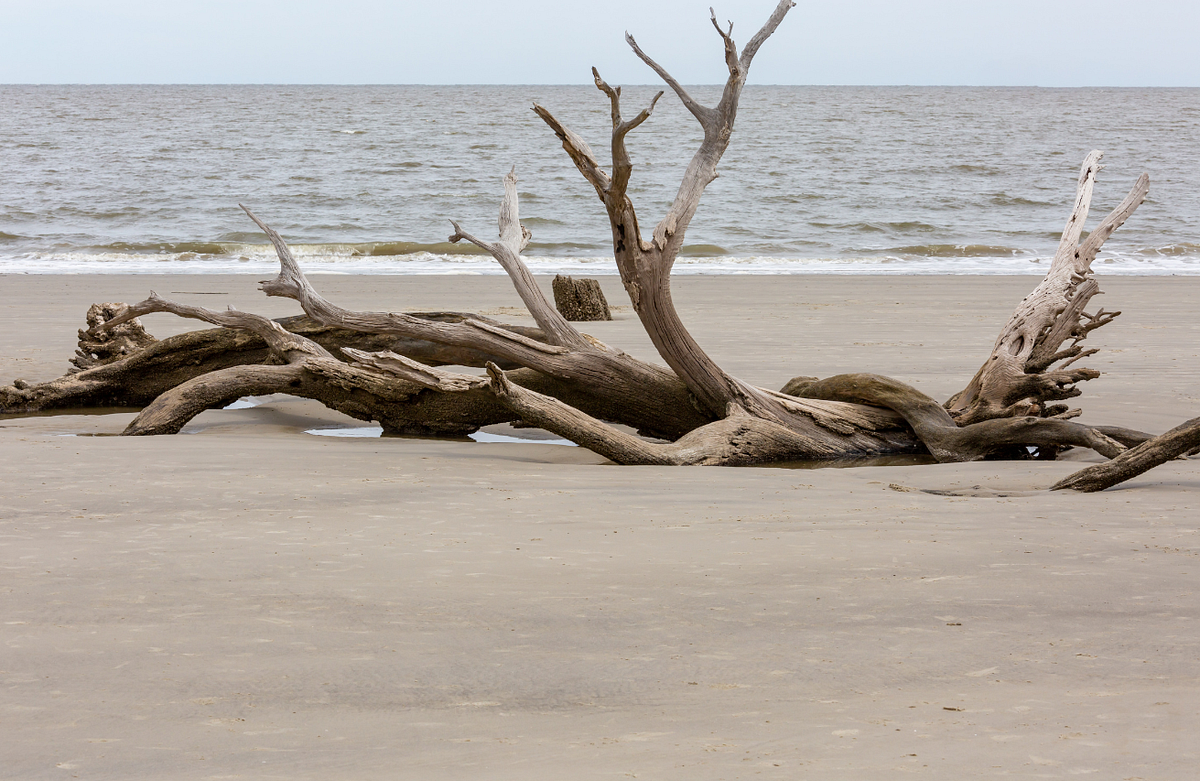 Driftwood. I’m not overwhelmed with unbearable… | by Judy Condie | Sep ...