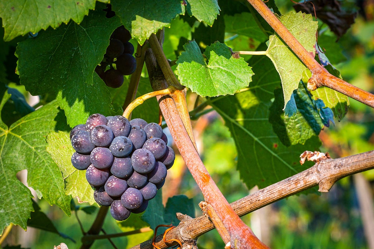 The True Vine. John 15:1–8, May 10, 2023, Wednesday of… | by Gyaviira ...