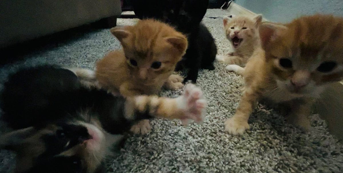 How Kittens Make Families Whole | Your Pets at Home