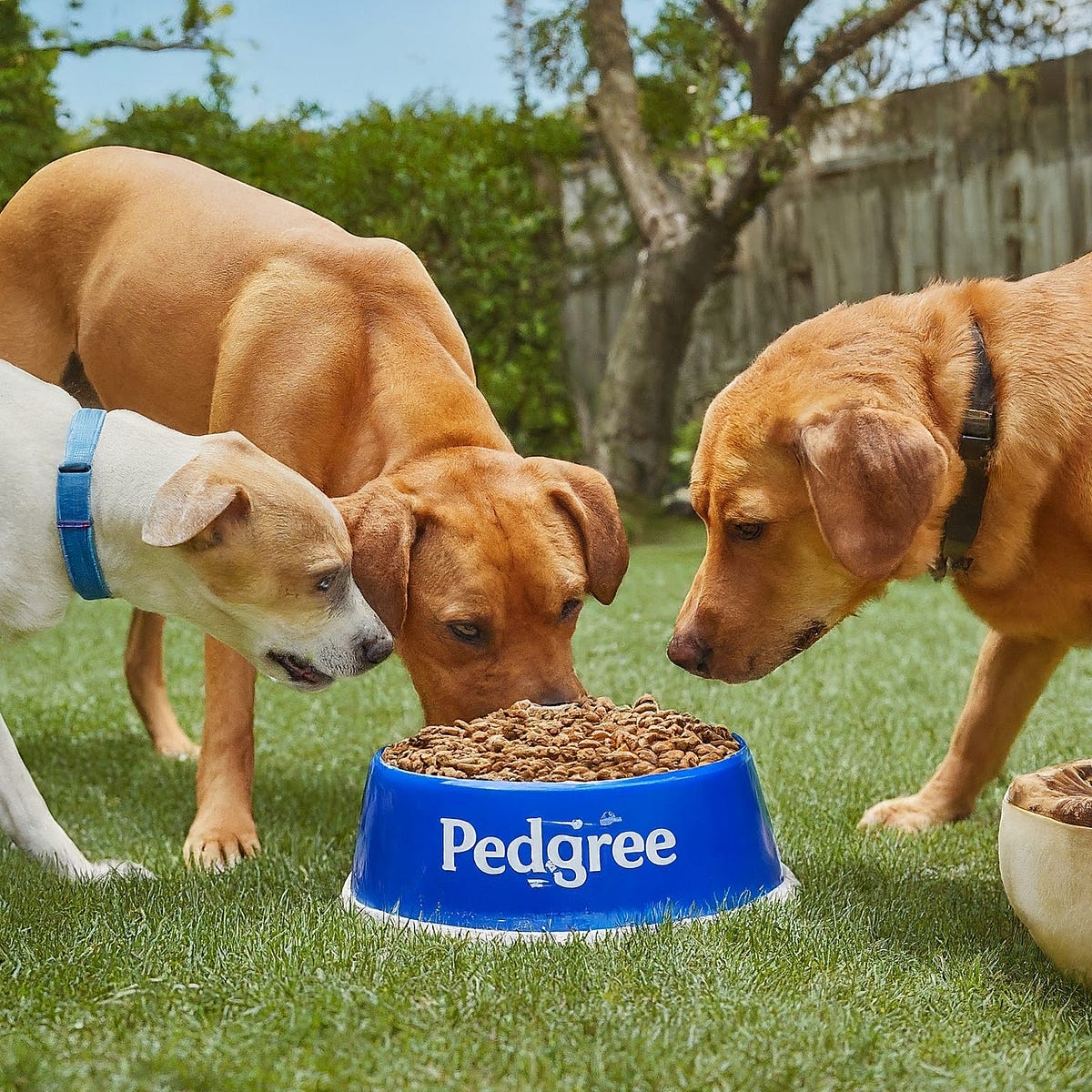 Unleash Playful Pups: Guide to Pedigree Puppy Food | Medium