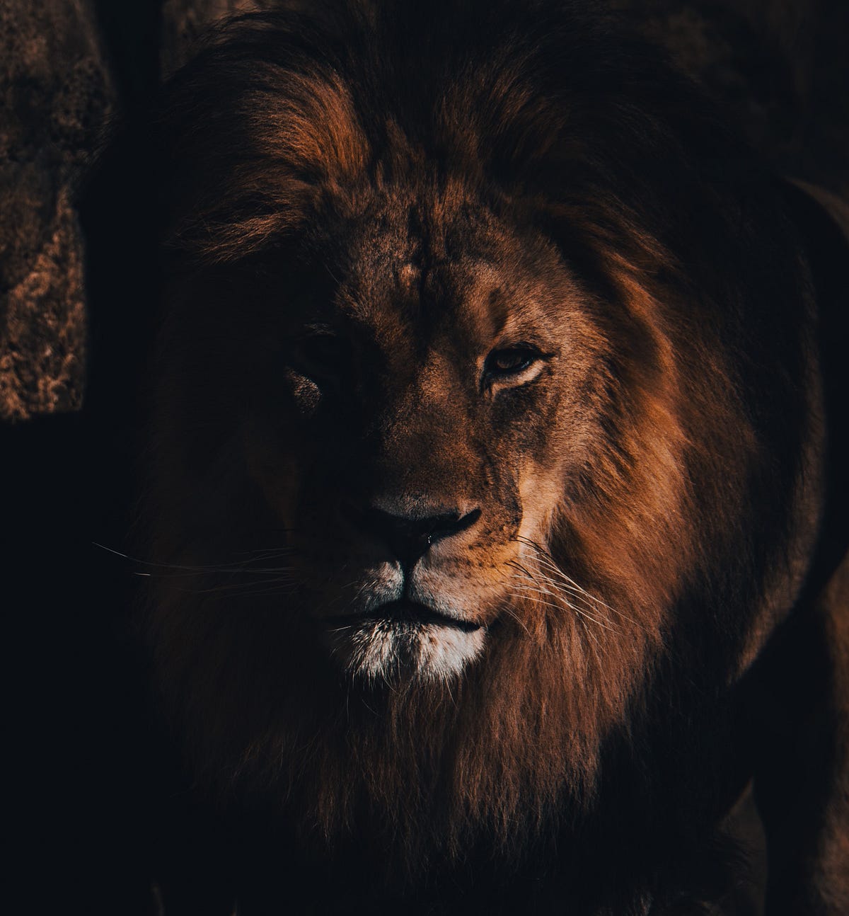 The Curse of the Lion Prince. The Singing, Springing Lark Retelling ...