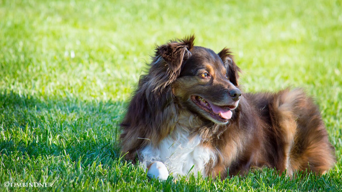 Copper.. I had to make a tough decision today. I… | by Tim Bindner | Medium