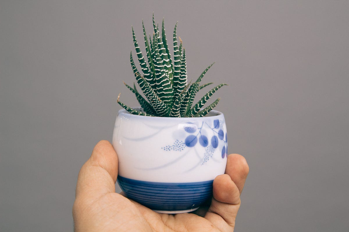 Aloe Vera For Home Remedies: 10 Amazing Uses You Haven’t Realized Yet! | by Zille Husnain Butt ...