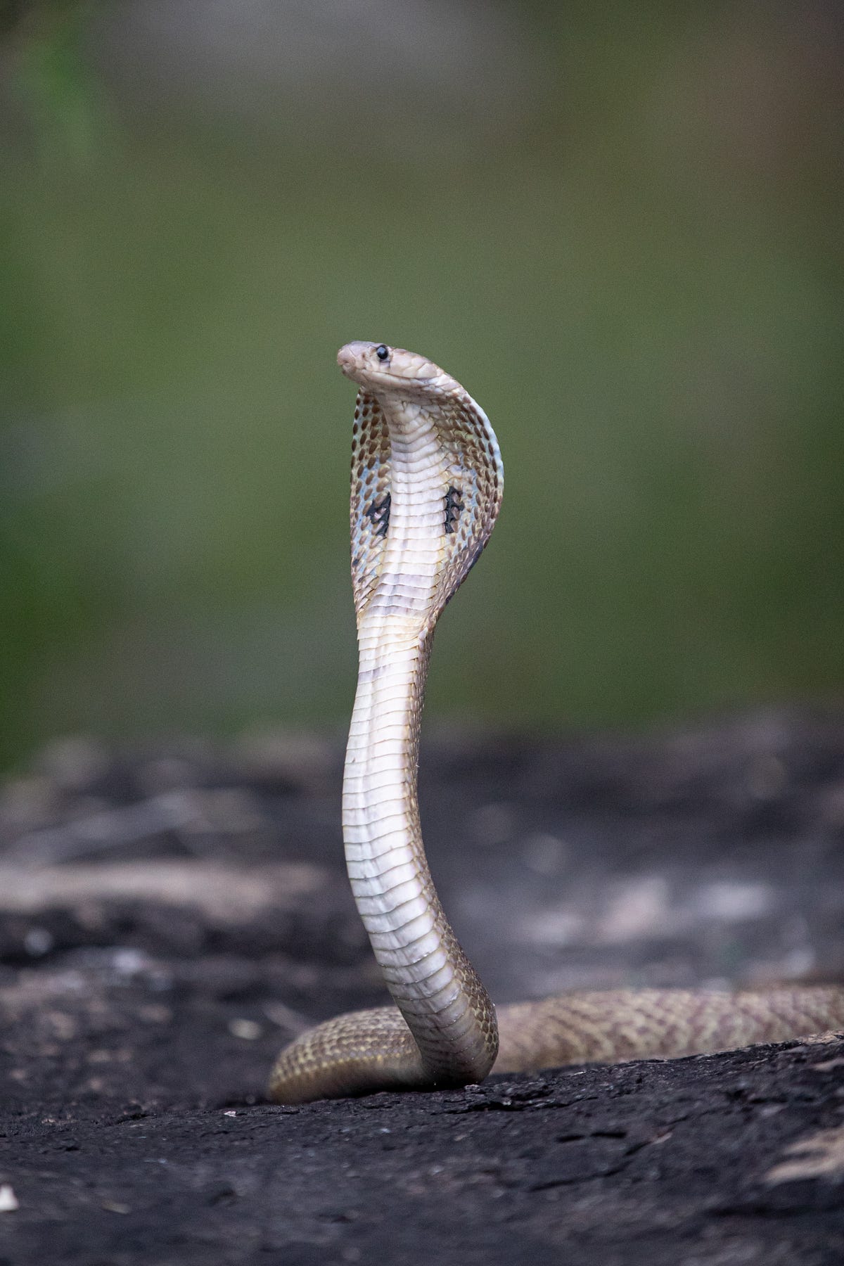 The Cobra Effect. Do you know about Cobra Effect? It’s… | by Anurag ...